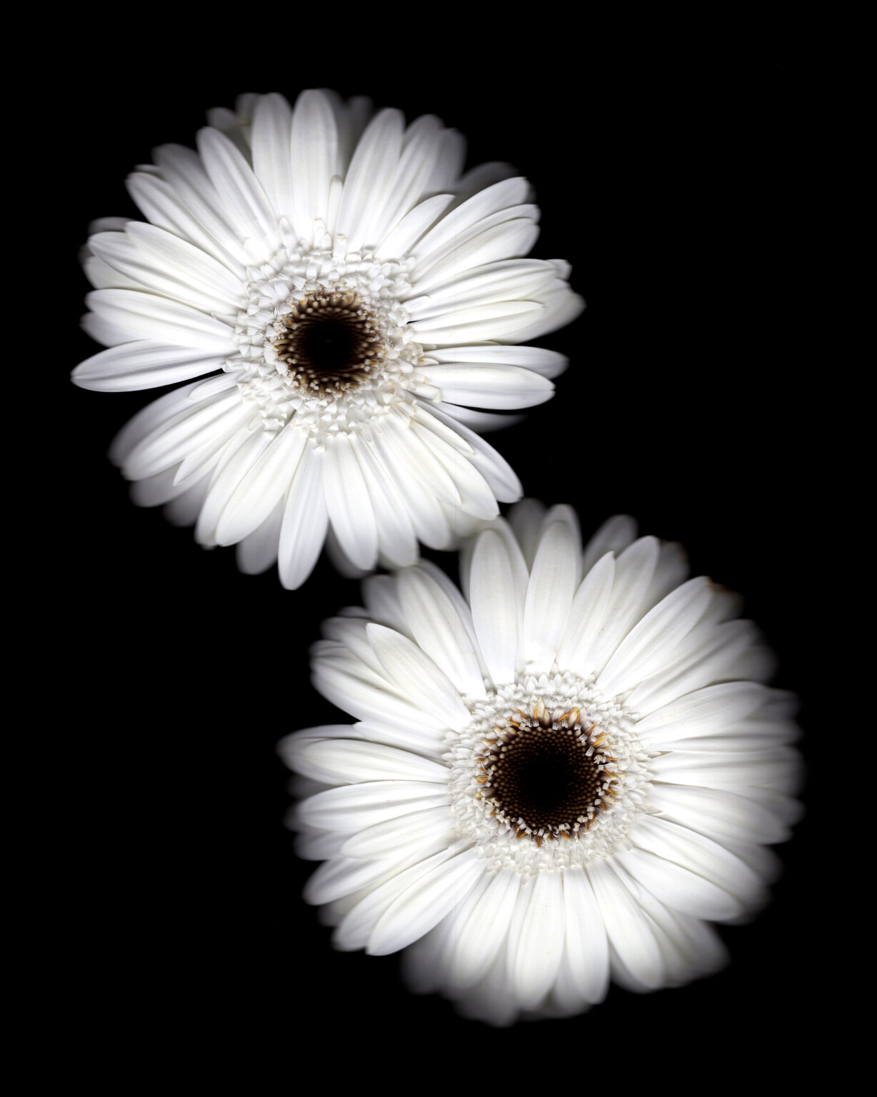 @jenrbacon Lnk.Bio · link in bio