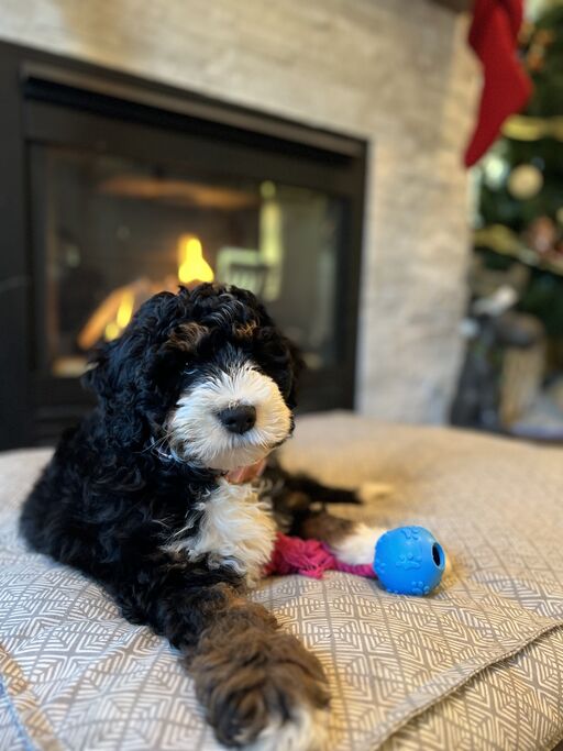 miss stella bernedoodle Lnk Bio Link In Bio miss stella bernedoodle Lnk Bio Link In Bio