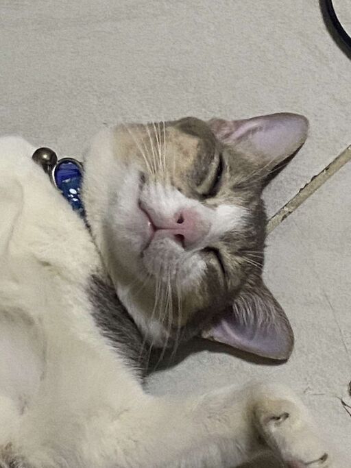 Nattaphon Lnk.Bio · link in bio