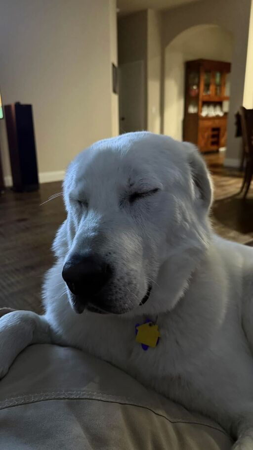 Leash And Learn Dog Training Lnk.Bio · link in bio