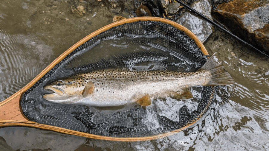 @adirondackexplorer Lnk.Bio · link in bio