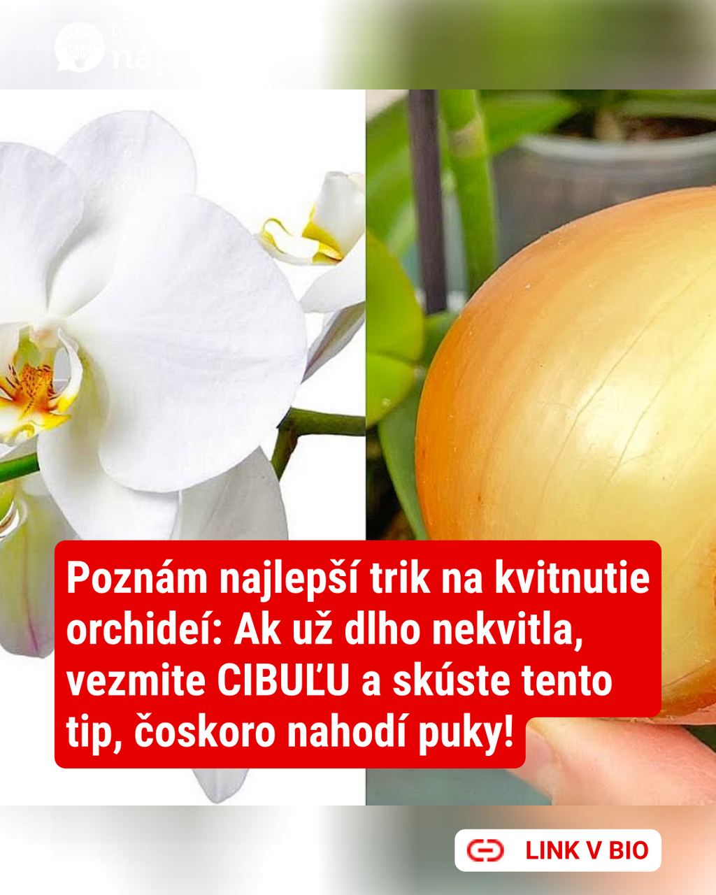 @tojenapad Lnk.Bio · link in bio