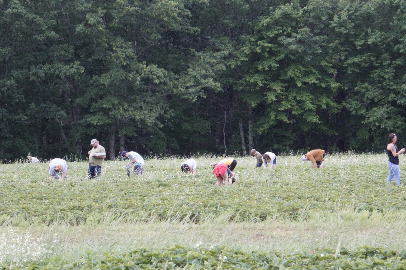 @pinelandfarms Lnk.Bio · link in bio